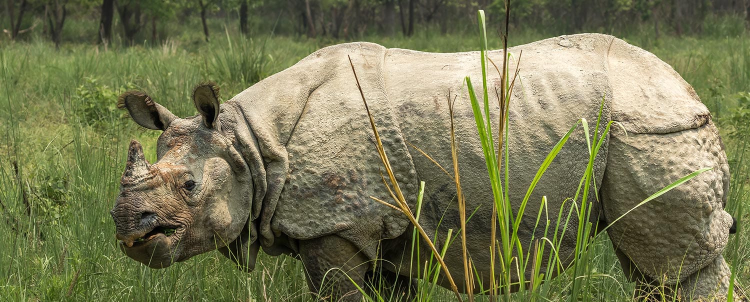 Rhino Quest | United Jungle Guide Service